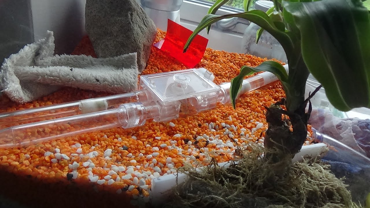 R.I.P. Lasius niger colony - YouTube