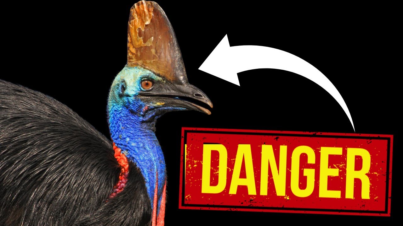 The Most Dangerous Bird in the World - YouTube