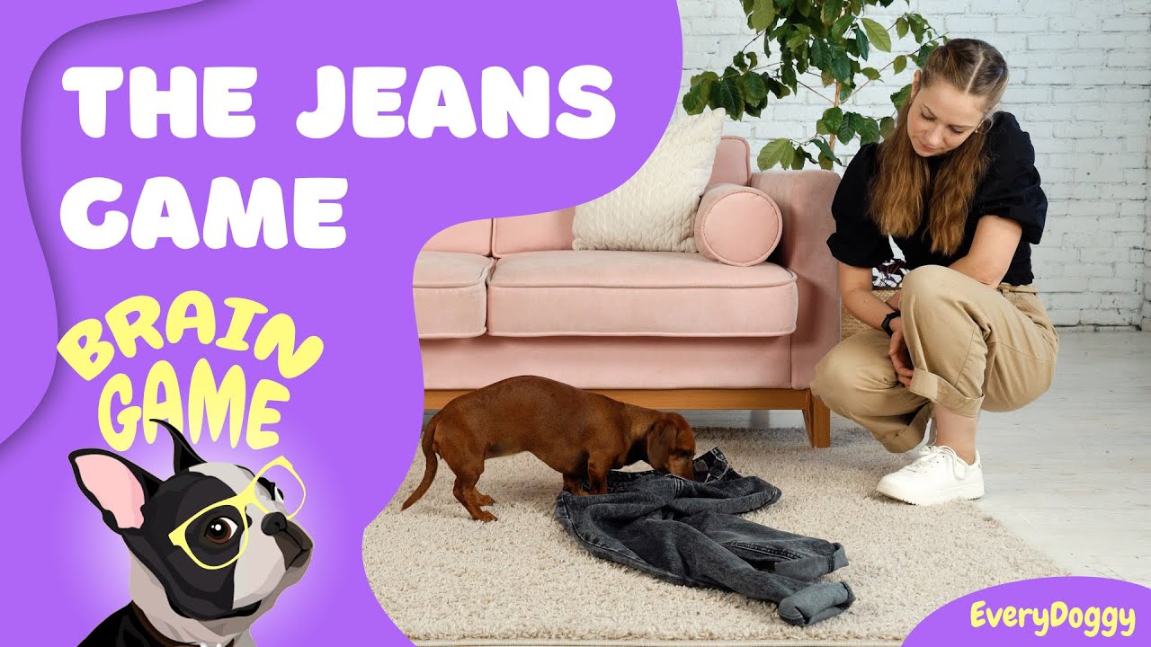 Brain Games For Puppies And Dogs DIY Jeans Games EveryDoggy YouTube brain-games-for-puppies-and-dogs-diy-jeans-games-everydoggy-youtube