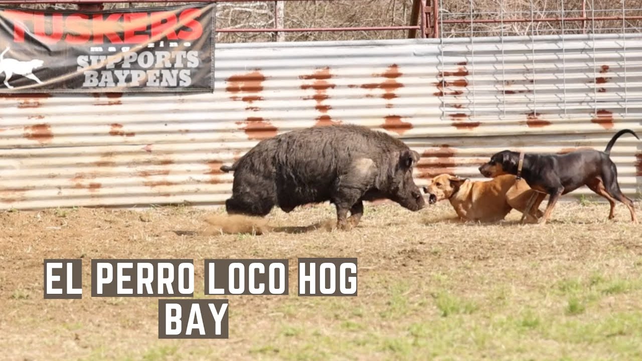 Texas WILD HOG Baying - El Perro Loco - Shada & Case's First Trip to ...