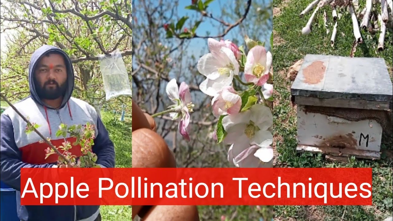 Pollination in Apple Trees || Honey Bees Polinate Apple Trees || Hand ...