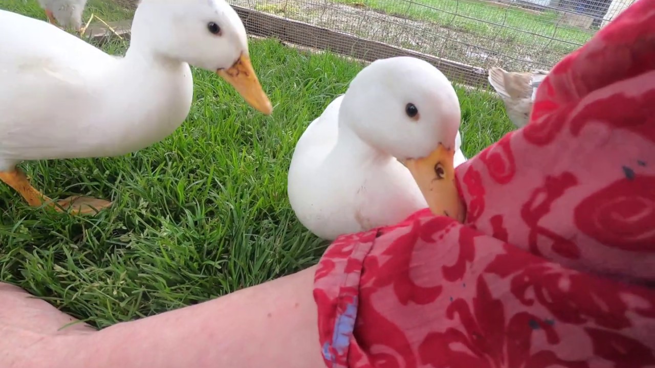 White Call Ducks at 6 Weeks - YouTube