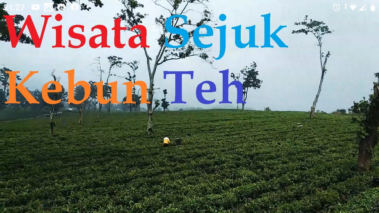 Jalan-Jalan Ke Kebun Teh Bandung - YouTube