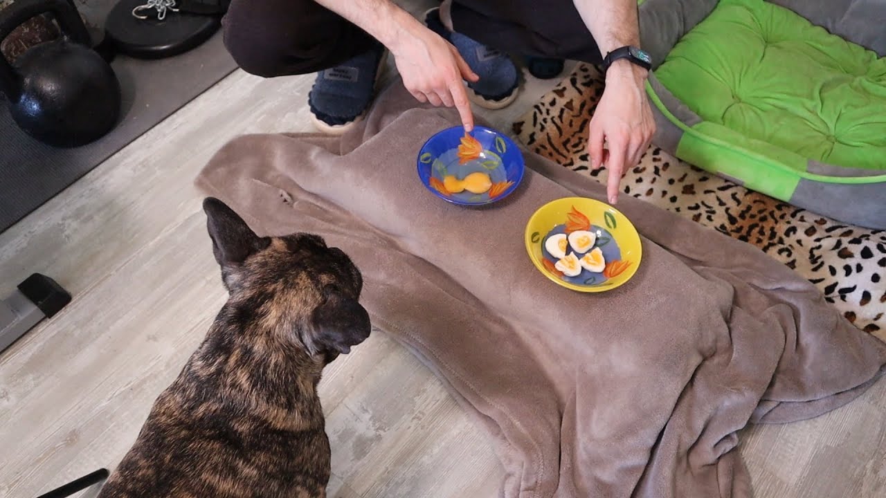 The French bulldog is tasting eggs for the FIRST time. What will he ...