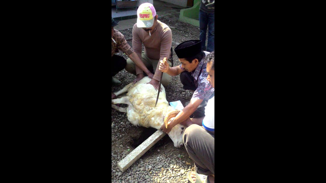 Potong domba - YouTube