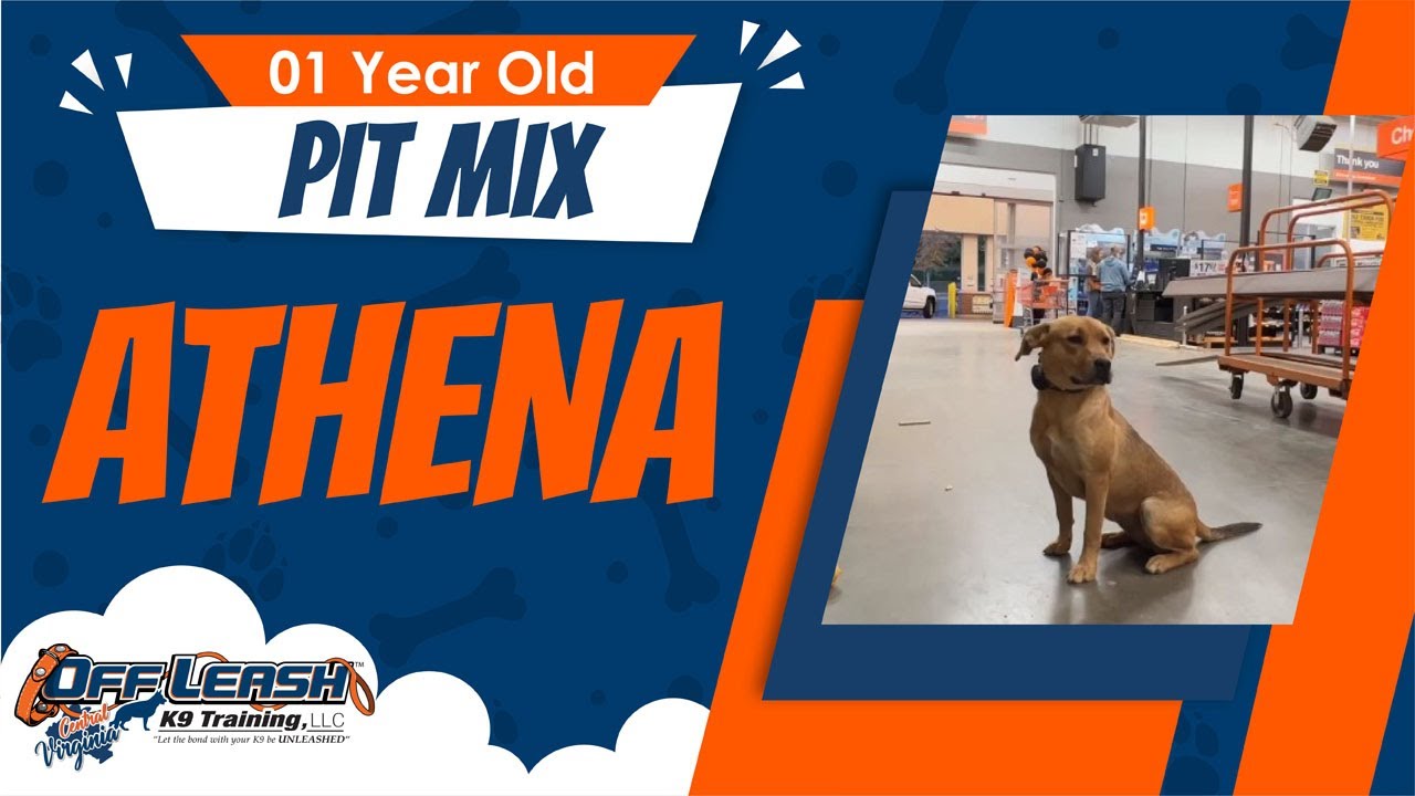 Athena | 1 Y.O. Pit Mix | Best Dog Trainers | Virginia | - YouTube
