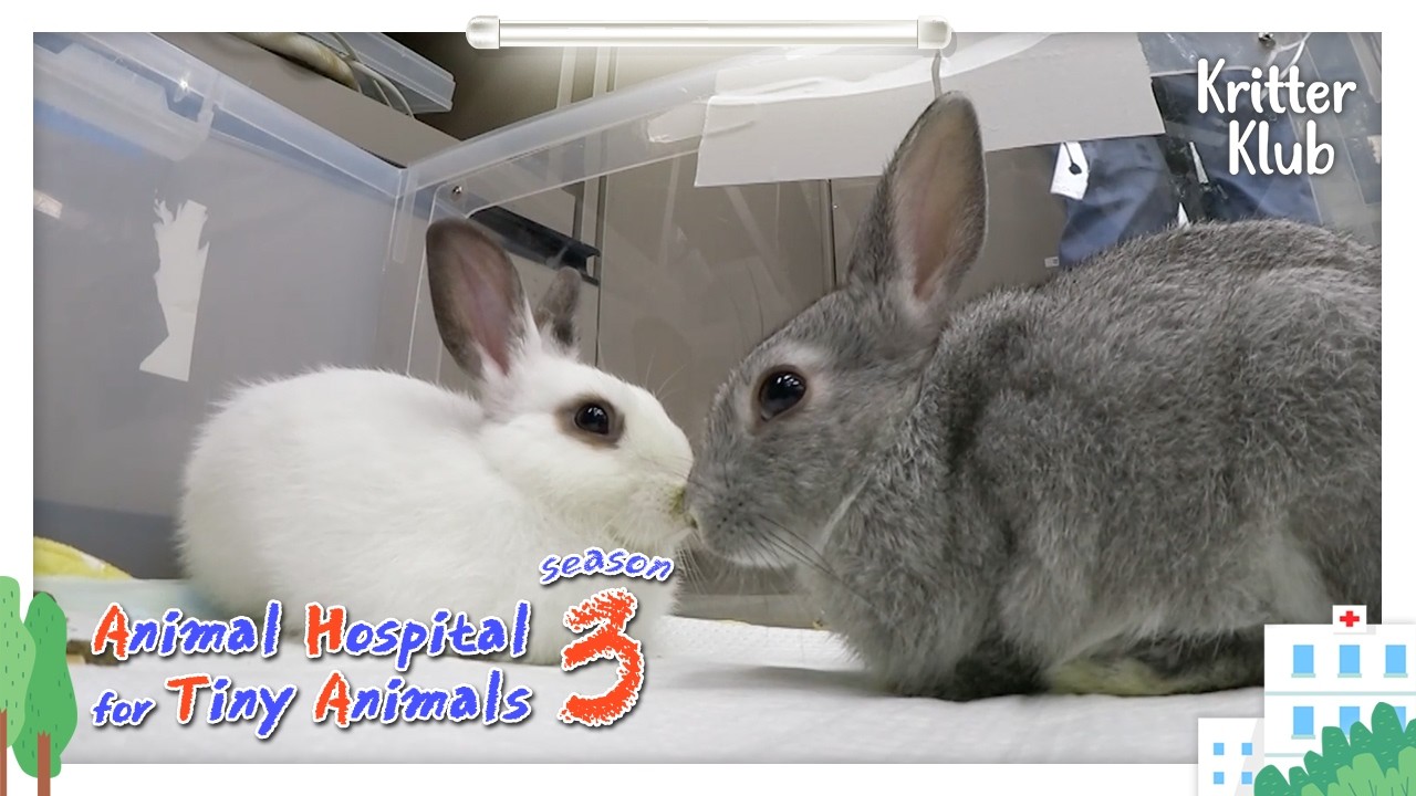 Today's Patient: Rabbits I Animal Hospital For Tiny Animals 3 - YouTube