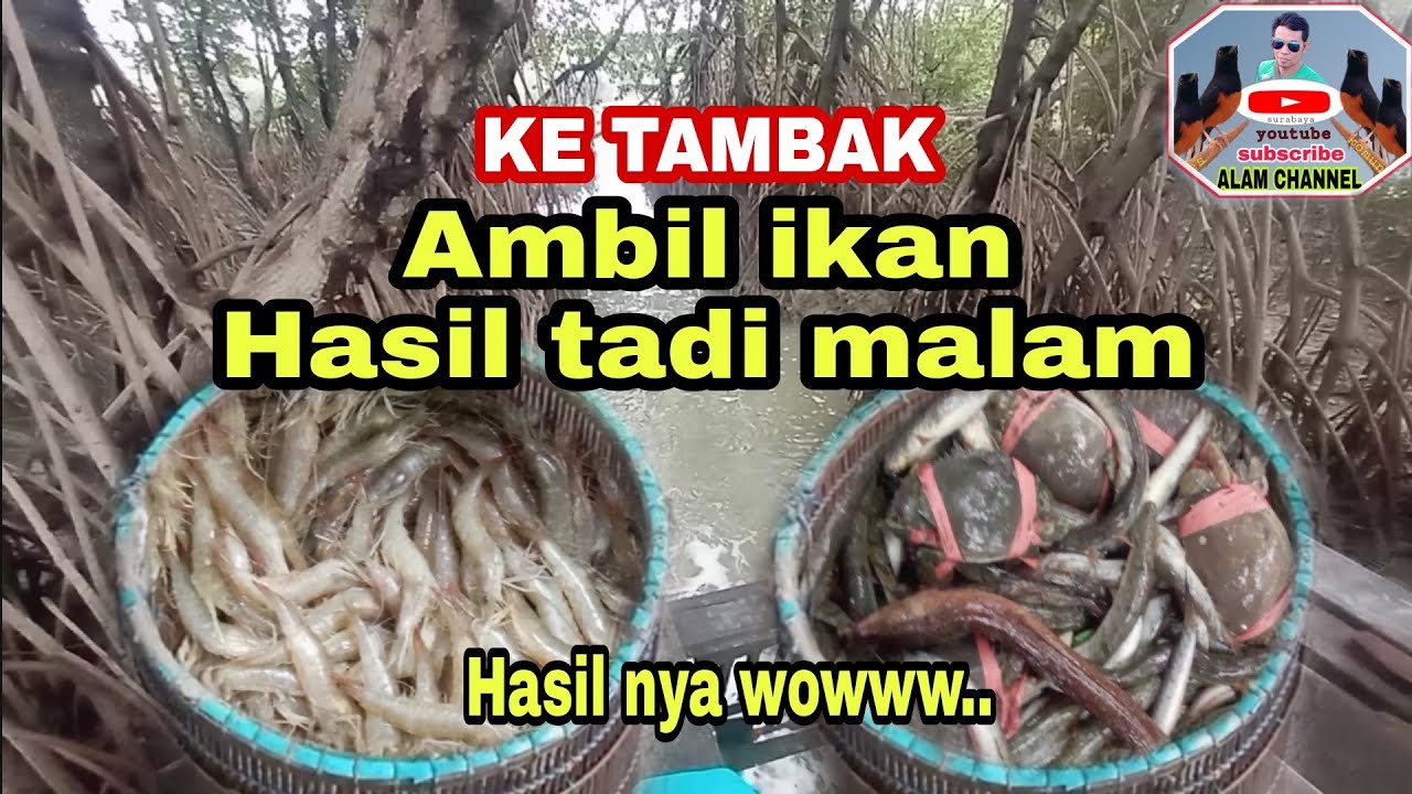 Ikan janjan#Kepiting#Udang#Belut. - YouTube