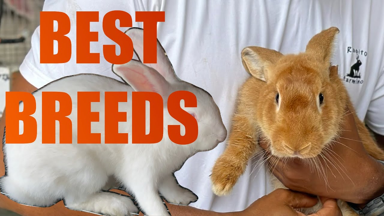 The Best Meat Rabbits For Farming - New Zealand Rabbit - YouTube