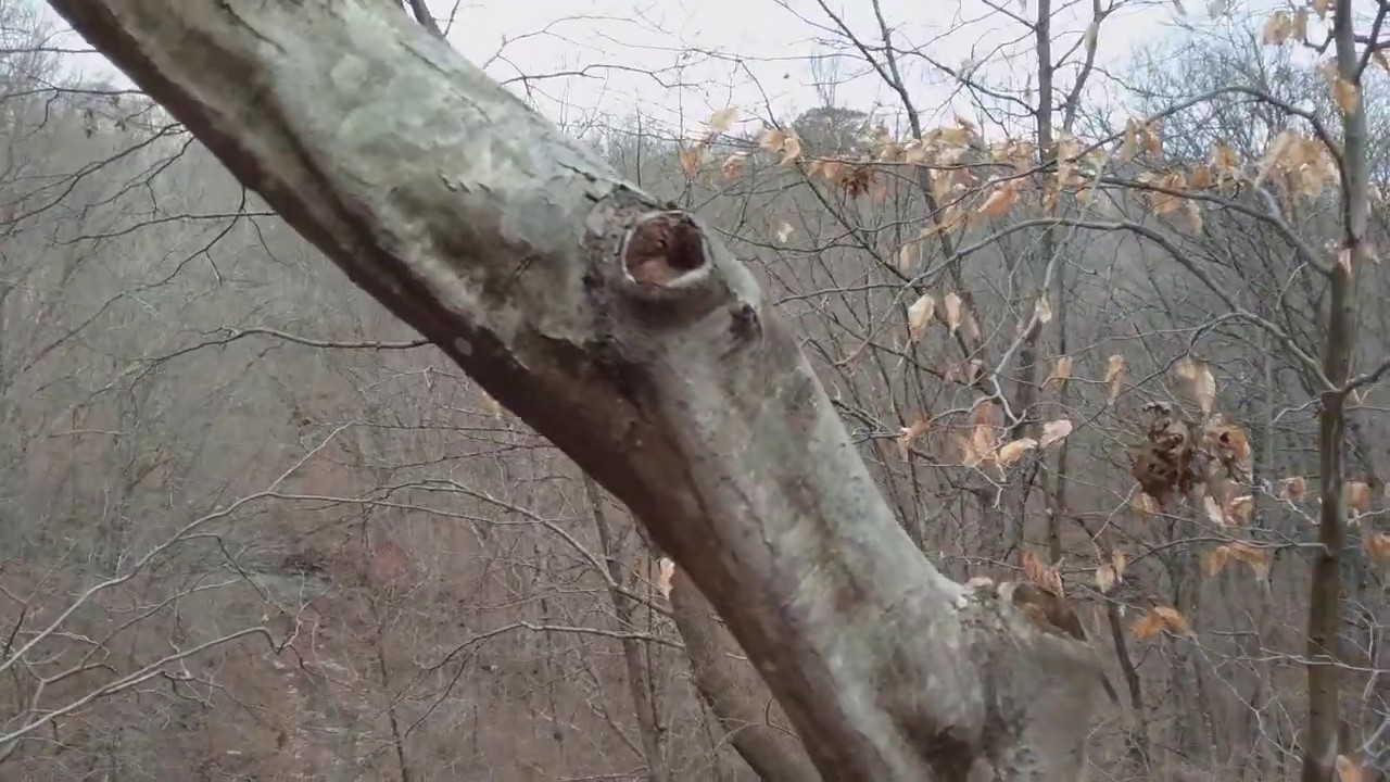 American Hornbeam bark and Eastern Hop Hornbeam bark - YouTube