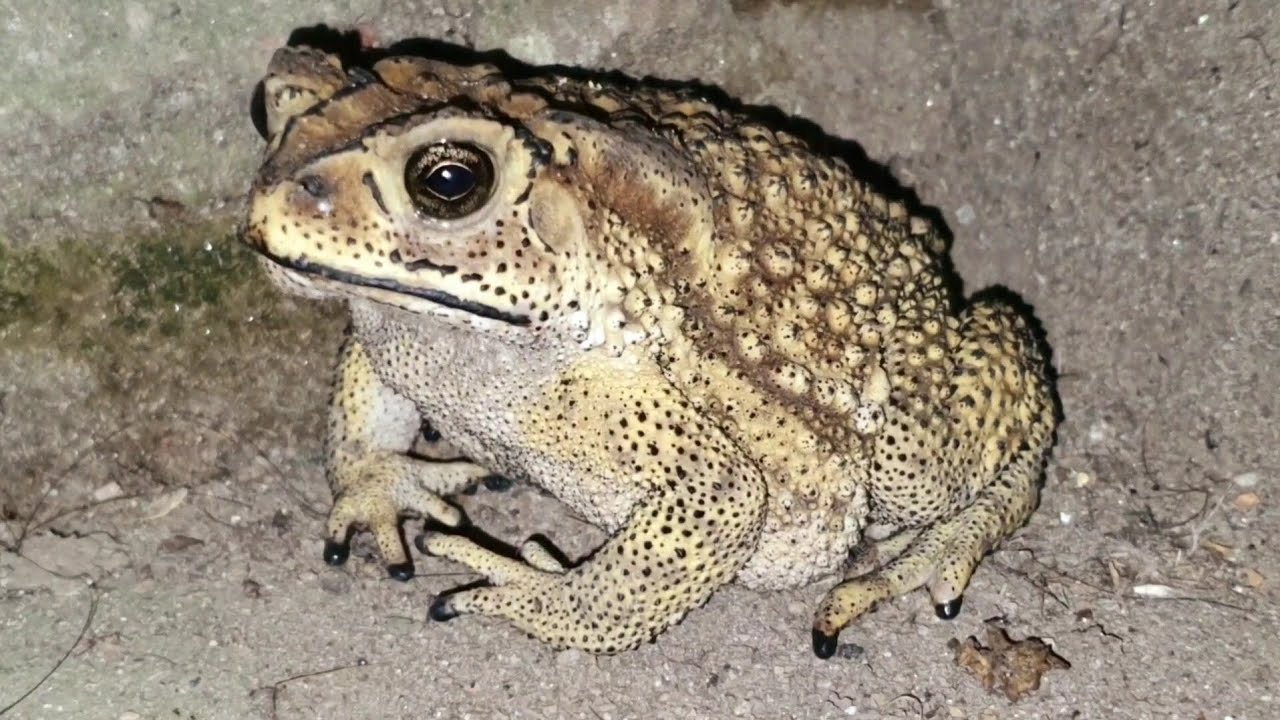 Asian common toad Bd Frog Animal life #wildlife - YouTube