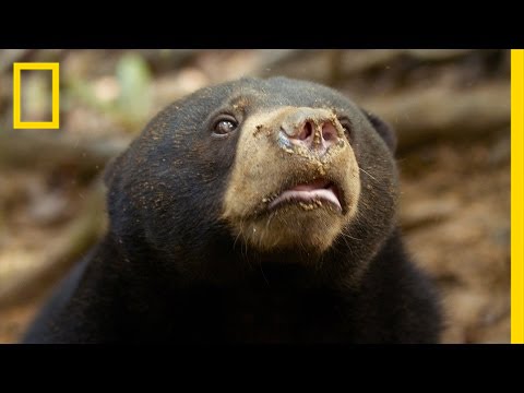 Protecting the Sun Bears of Borneo | National Geographic - YouTube