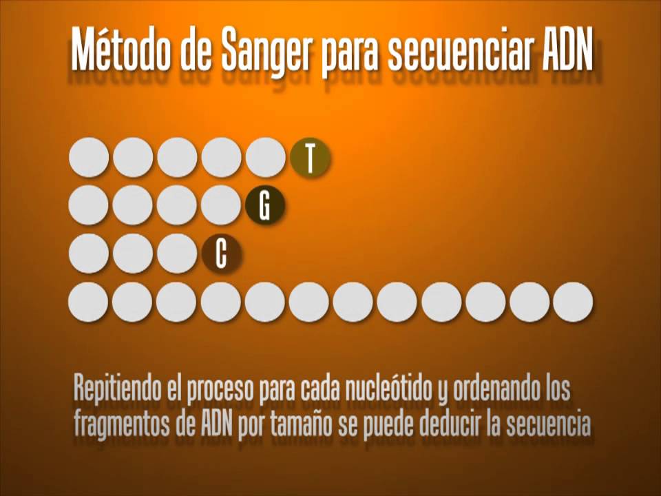 Méthode De Sanger : Séquençage de Sanger – FULVD