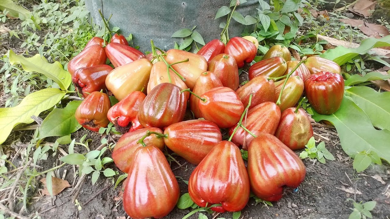 Panen Jambu DALHARI Super JUMBO di tabulapot Mini || Jambu lokal go ...