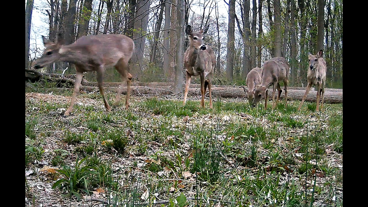 Trail Camera: Fox and Herd of Whitetail Deer - YouTube