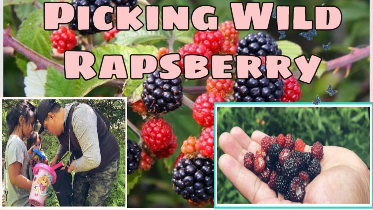 Picking Wild Raspberries in the forest - YouTube