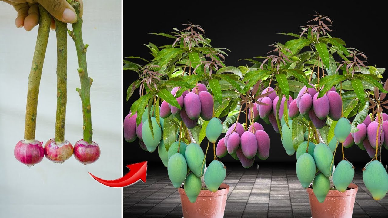 Video summarizing the method of propagating mango with branches use ...