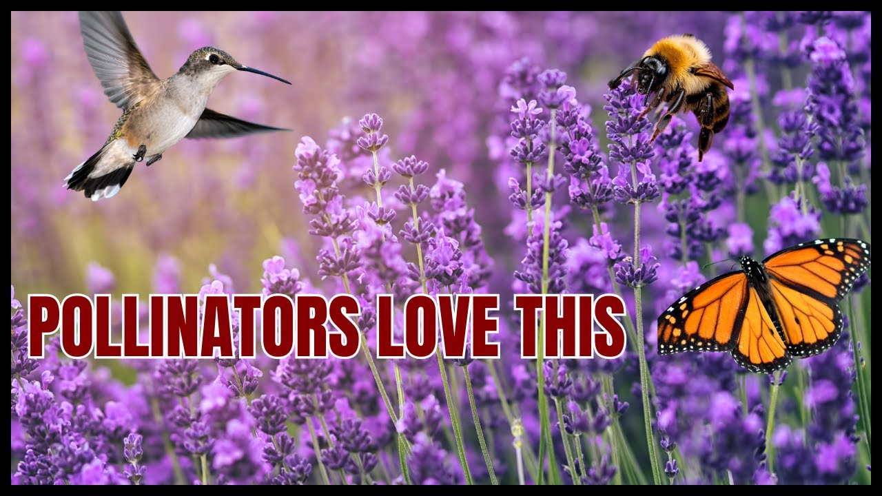 Attract Pollinators Like Magic: Grow Hummingbird Mint! 🌸 - YouTube