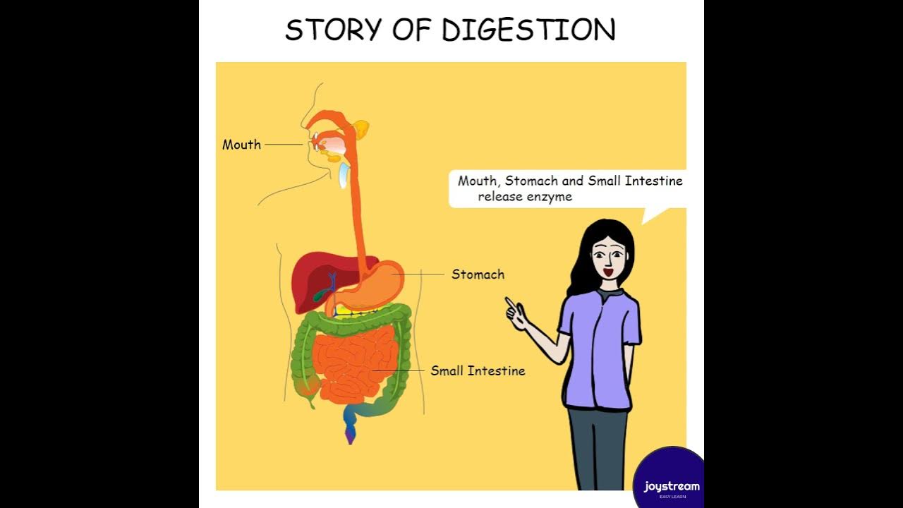 Story of Digestion | Digestive System explained as a story | Ben ...