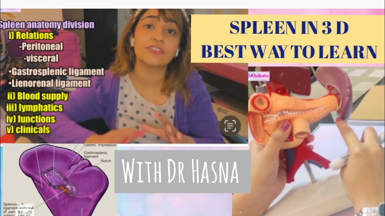 Spleen Anatomy in 3D | Abdomen Anatomy MADE EASY! - YouTube