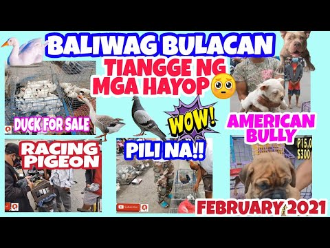 PETS AND ANIMALS FOR SALE IN BALIWAG BULACAN PHILIPPINES 02-10-21.vlog ...
