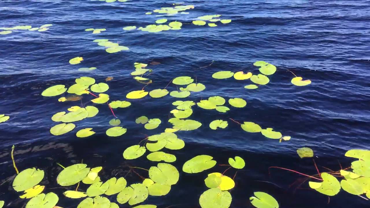 Floating leaves on bog lake - YouTube