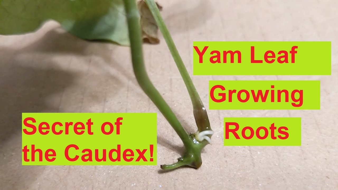 Grow Yams from Leaves. Update.Yam caudex sprouting roots. Grow # ...