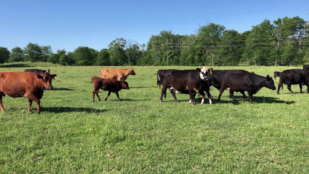 Cattle Range Listing# 006C182-201 - YouTube