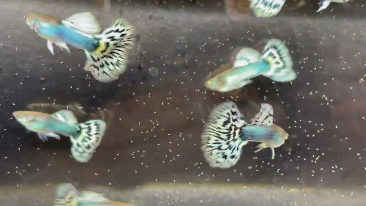 Guppycorners Japan Blue Ivory Mosaic Guppy's - YouTube