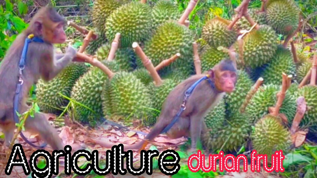 "Exploring the Durian Farm Life: From Seed to Sweet Harvest | Farm Vlog ...