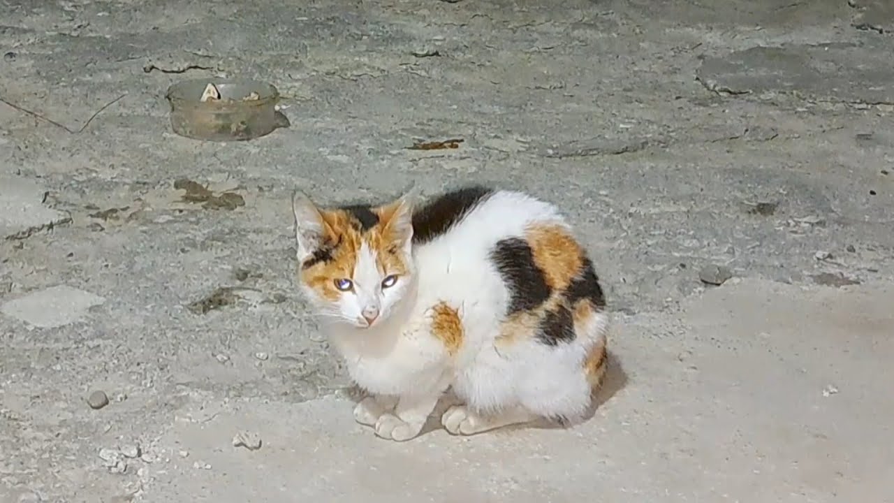 Cute cat eating dinner (Hidden video recording) - YouTube