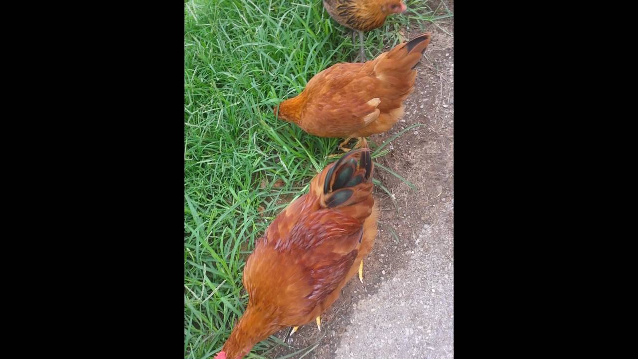 New Hampshire Red Rooster - YouTube