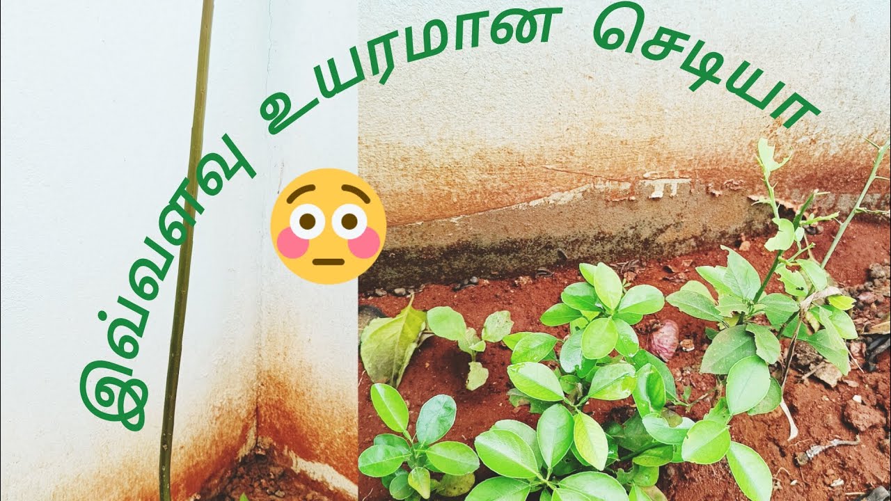 பிரம்ம முகூர்த்த பூ💕|Farming bhiramma mugurtha poo #support # ...