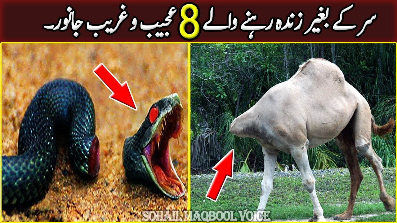 Top 8 Animal Who Can Live After Death | Facts video | sohail maqbool ...