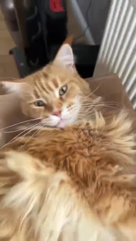Spring grumpy cat #spring #cat #grumpy #maincoon - YouTube