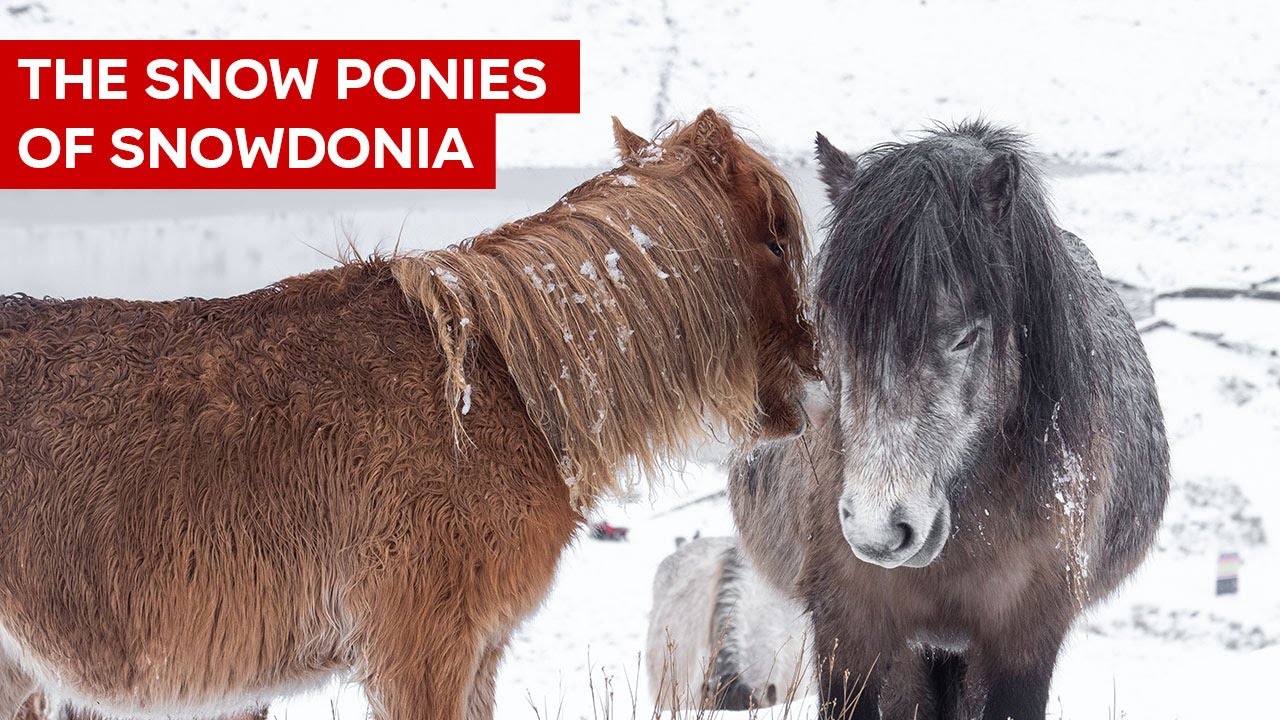 The Snow Ponies of Snowdonia - YouTube
