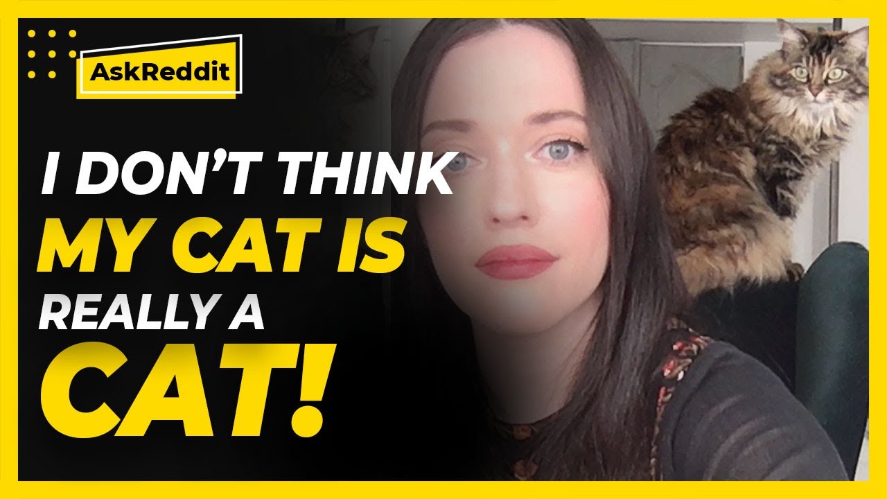 I don't think my cat is really a cat (Reddit Stories) - YouTube