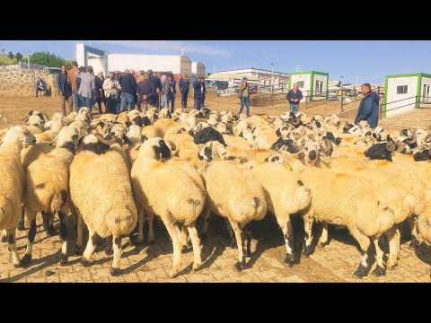 Seçimden sonra kuzu fiyati yüksek yoksa düşük