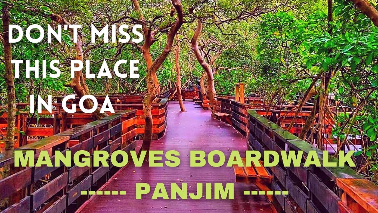 Mangroves Boardwalk Panjim Goa | Best Mangrove Forest In Goa | Mangrove ...