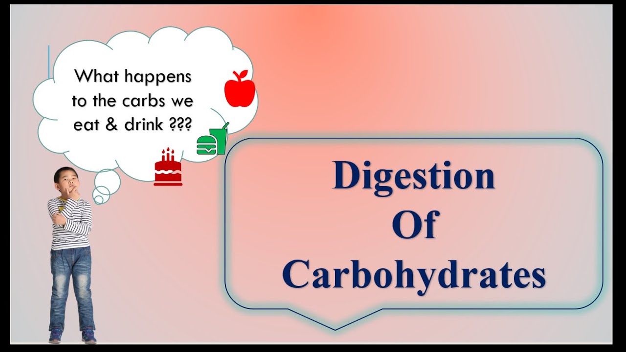 How are Carbohydrates digested? - YouTube