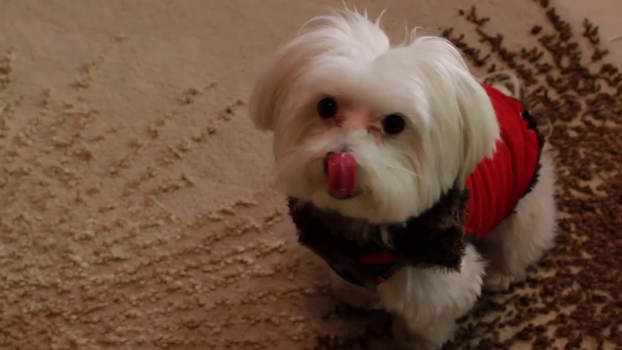 The Art of Waggery Trailer - YouTube