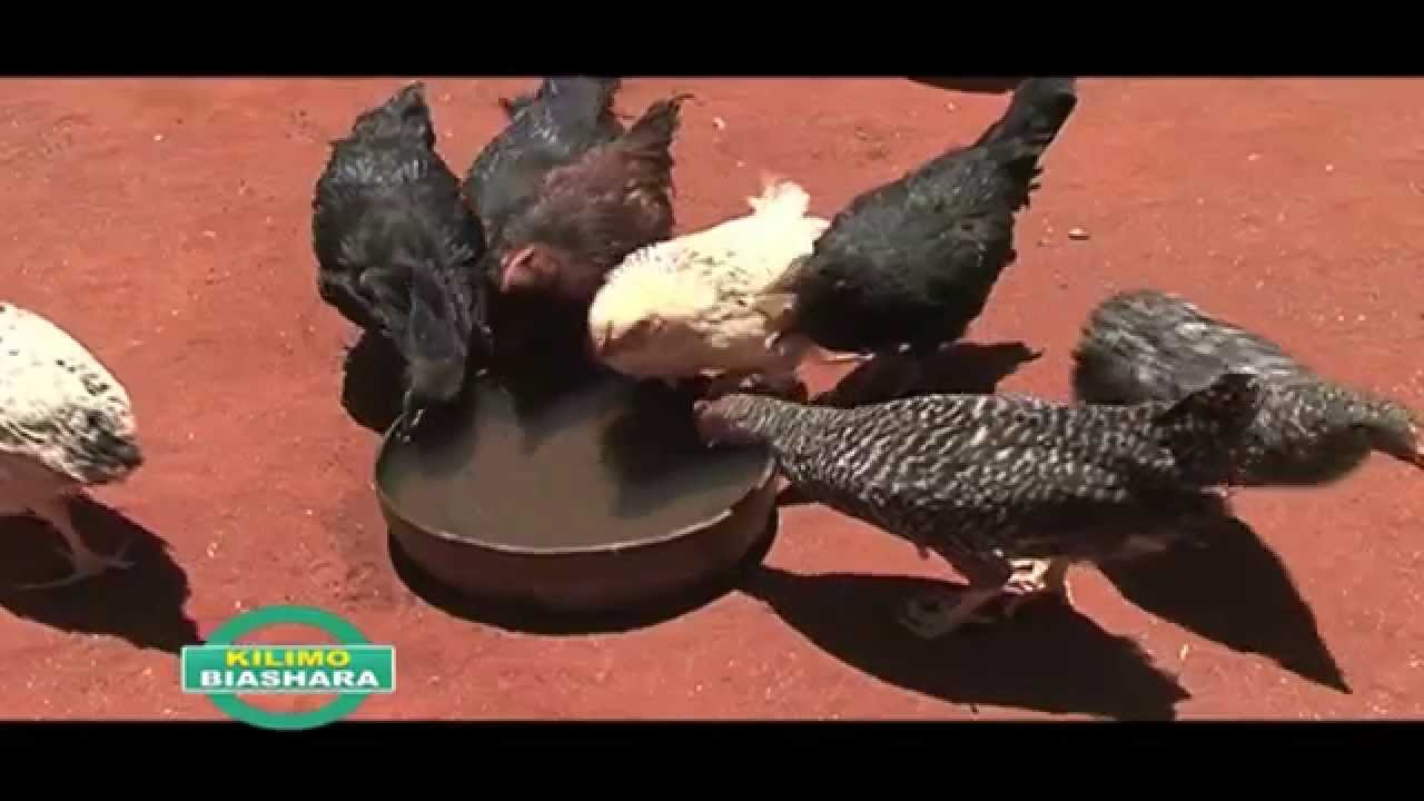 Poultry Farming in Machakos County - YouTube
