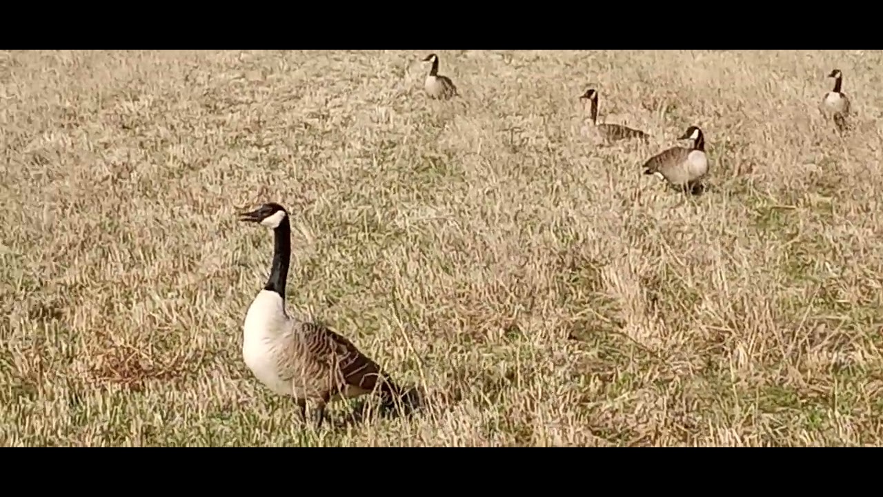 Friendly Canada Goose by the Superstore - YouTube