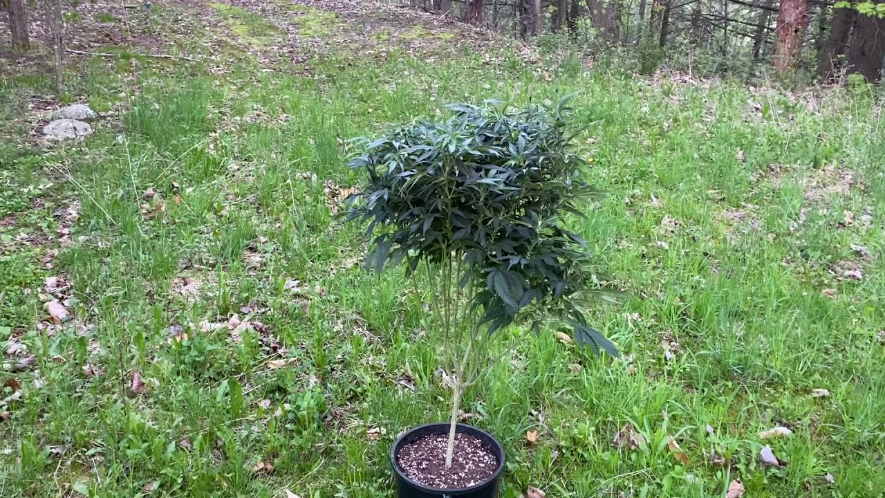 Blue dream outdoor break in - YouTube