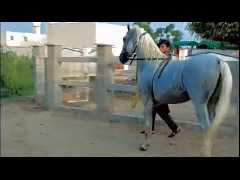 J608) sawa nezabaaz ghora for sale,age 5, height 62 inch, location ...