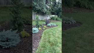 Rabbit resistant plants for the garden! #shorts