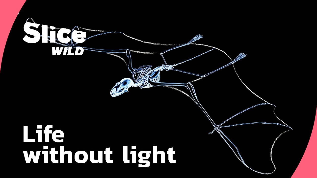 The creatures that evolved in total darkness I FULL DOC | SLICE WILD ...