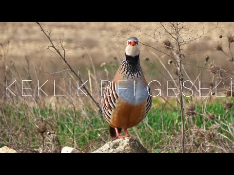 Keklik Belgeseli ~ Partridge Documentary