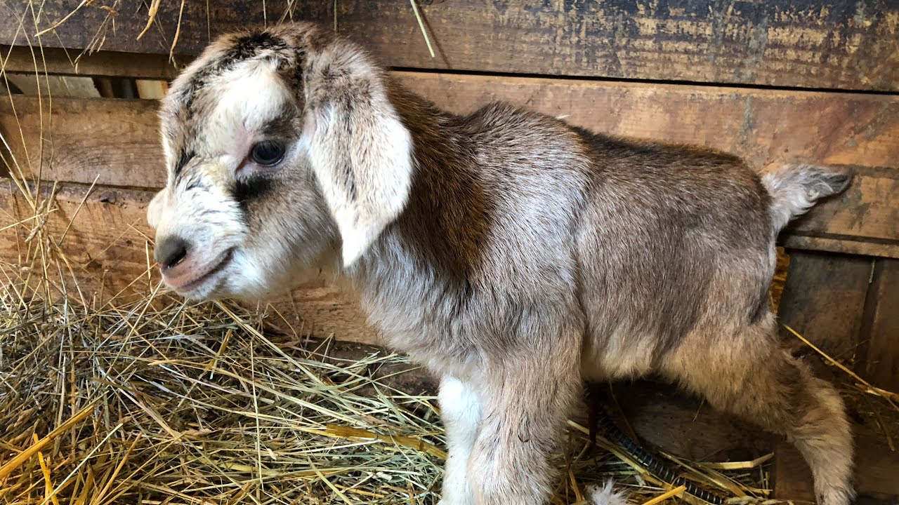 More cute baby goats born at the Catastrophic Farm - YouTube