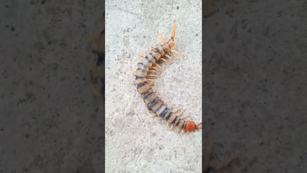 Centipede / Alupihan - YouTube